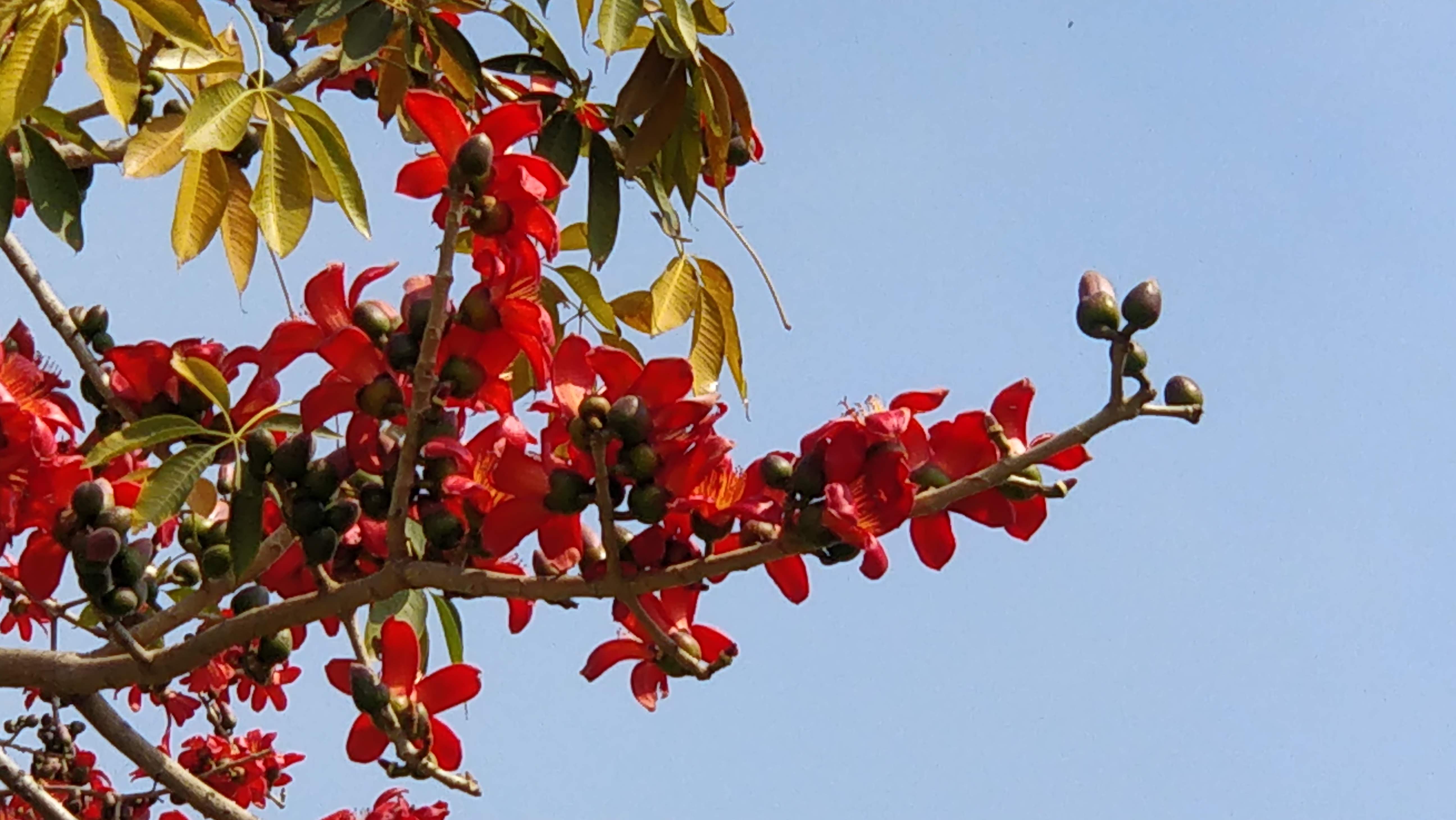Embers of summer – Blue Pen Strokes